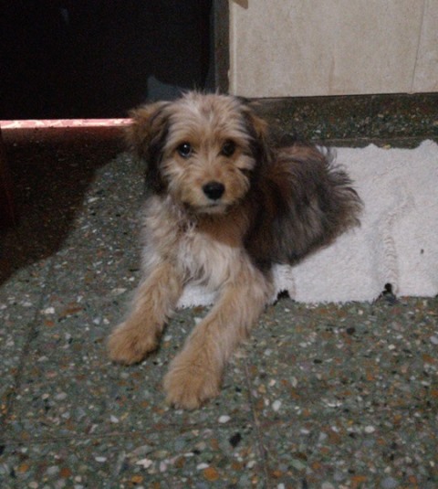 Adoptándonos: Kusi, adorable cachorrito barbincho en adopción súper ...