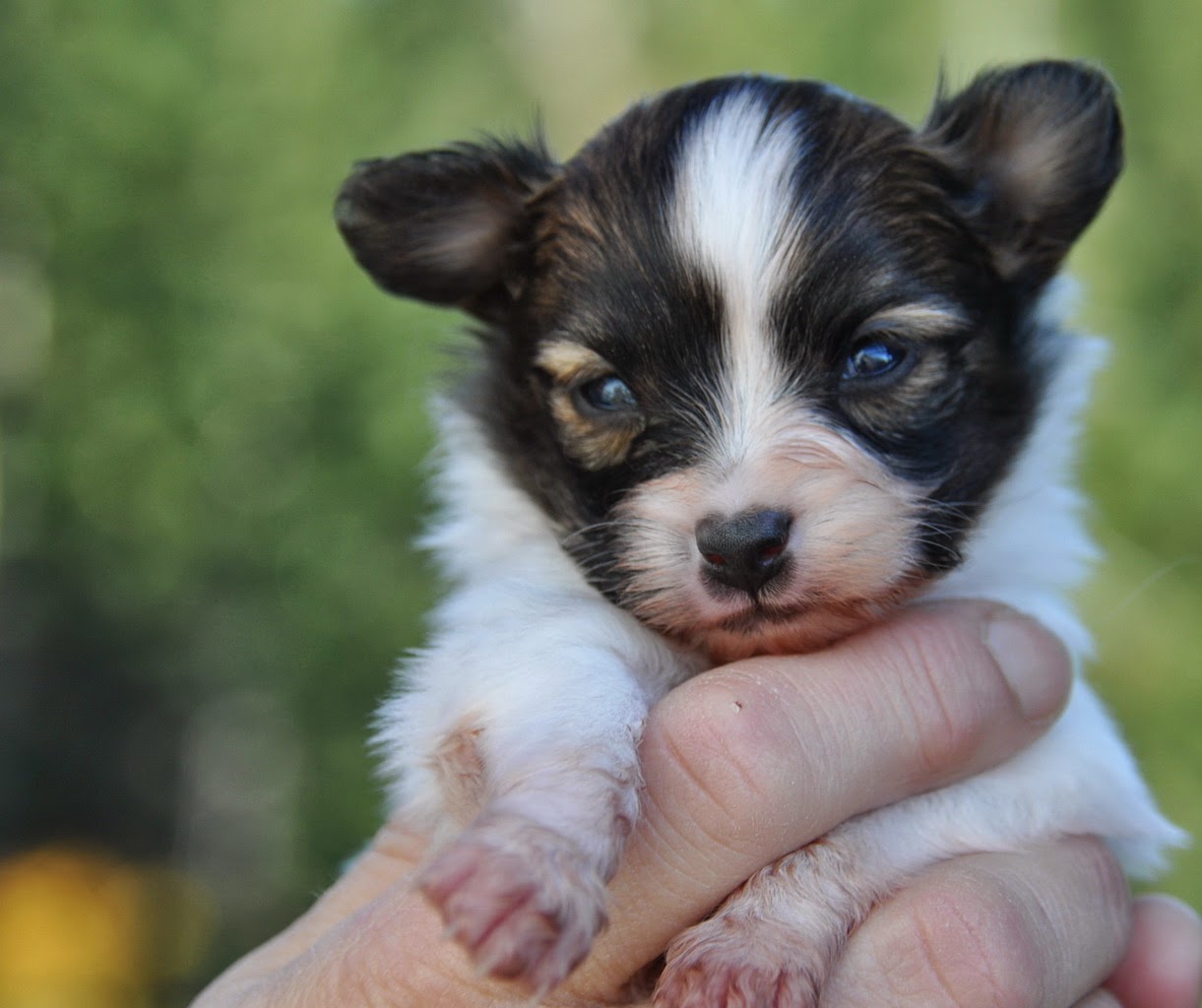 Road's End Papillons : Available Papillon Puppy