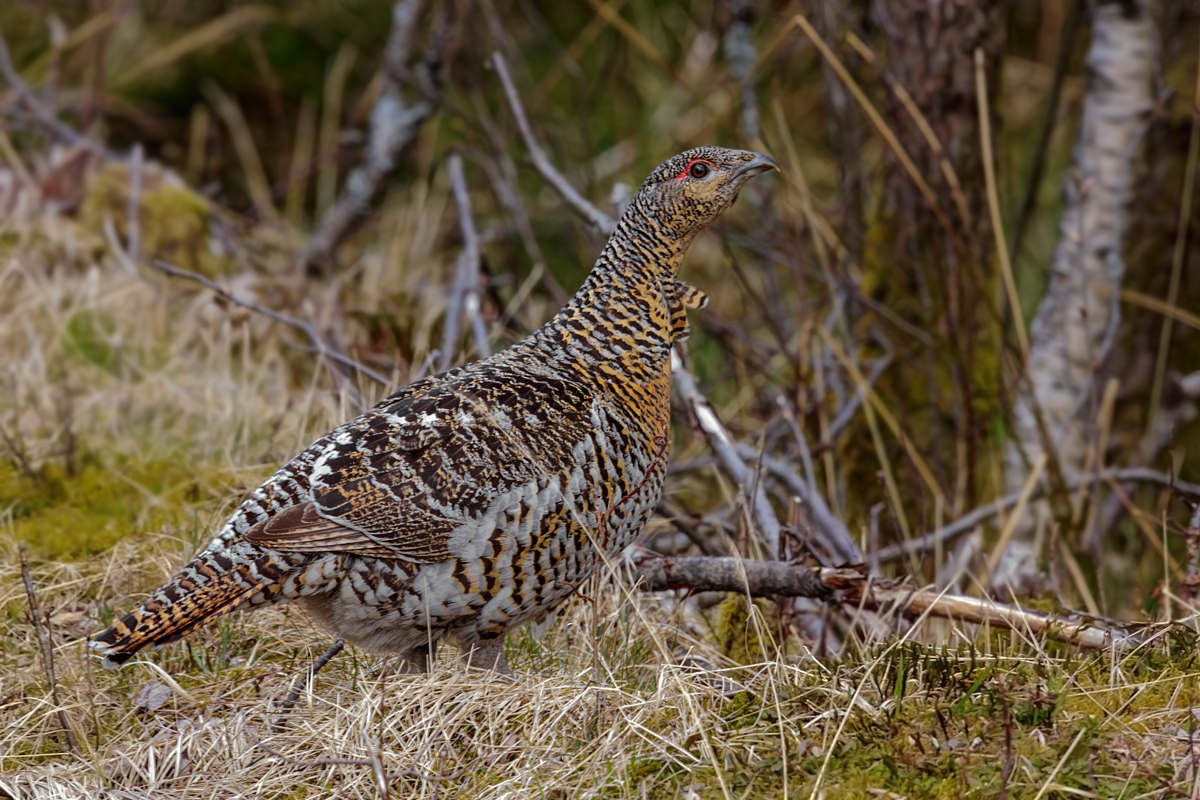 Ottar`s fotoblogg, fugler dyr og natur: Storfugl (Tetrao urogallus ...