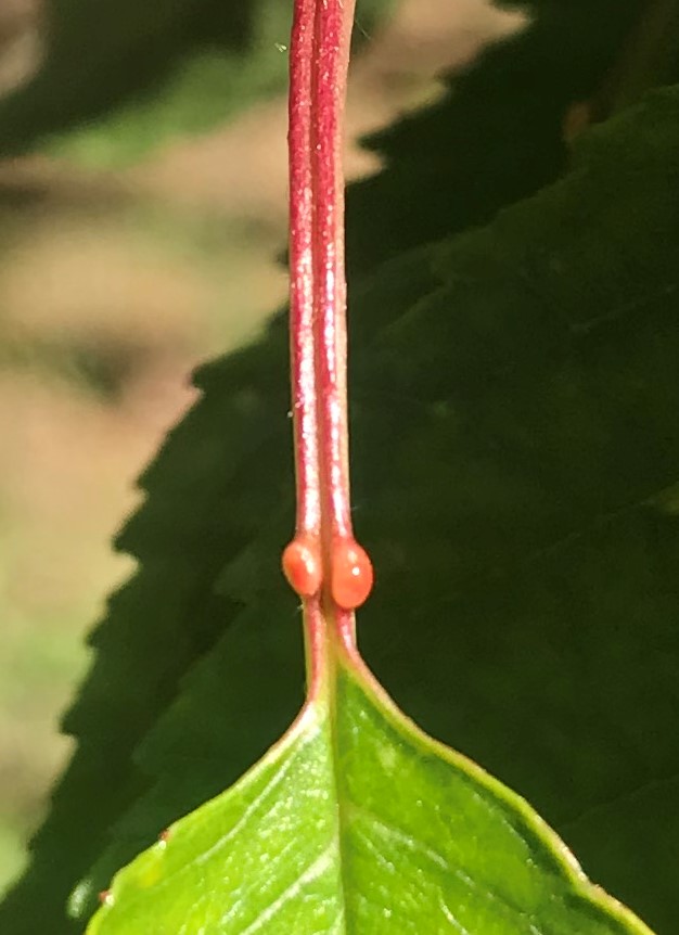 Extrafloral Nectaries are Extraordinary