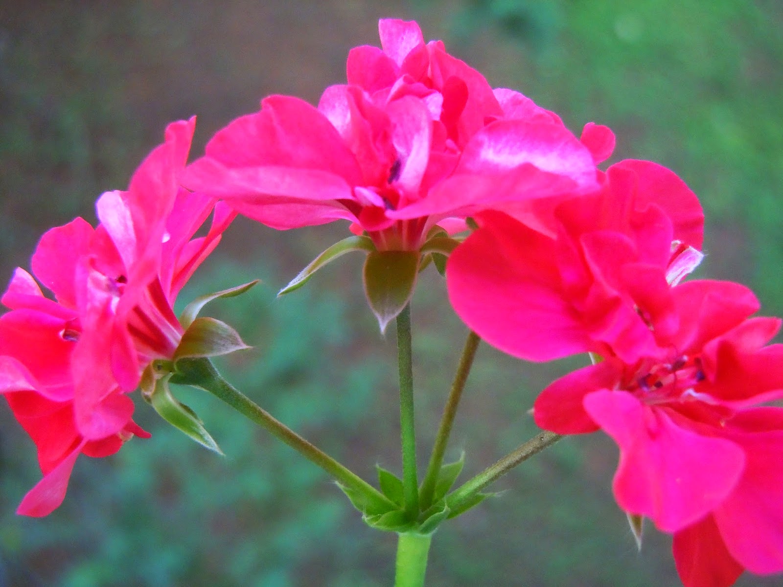 DIÁRIO COM A NATUREZA: 13 DE ABRIL - GERÂNIO - FLOR