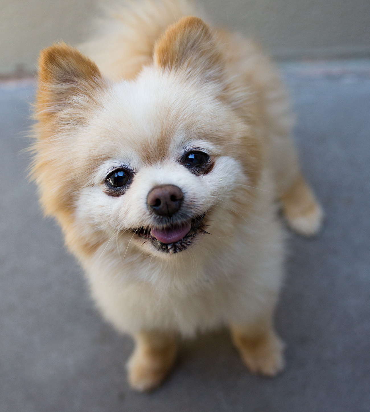 Shelter Dogs of Portland: "ELLIE" pom