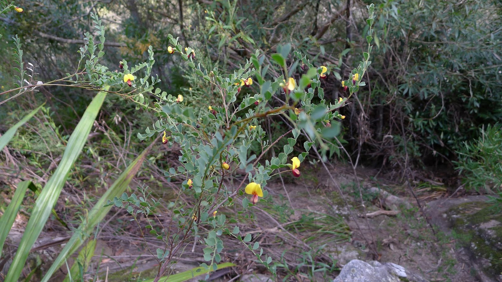 Variety of Life: Bossiaea