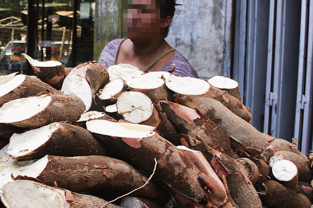 Ante muertes por intoxicación: ¿Cómo saber si la yuca es amarga?