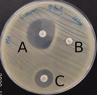Bacterias Actuaciencia: 2020
