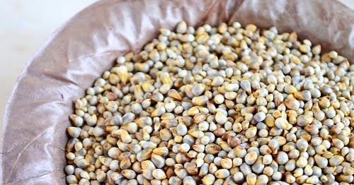 KAMBU / PEARL MILLET