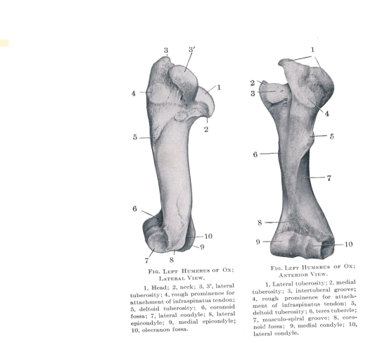 Left Humerus Anterior View