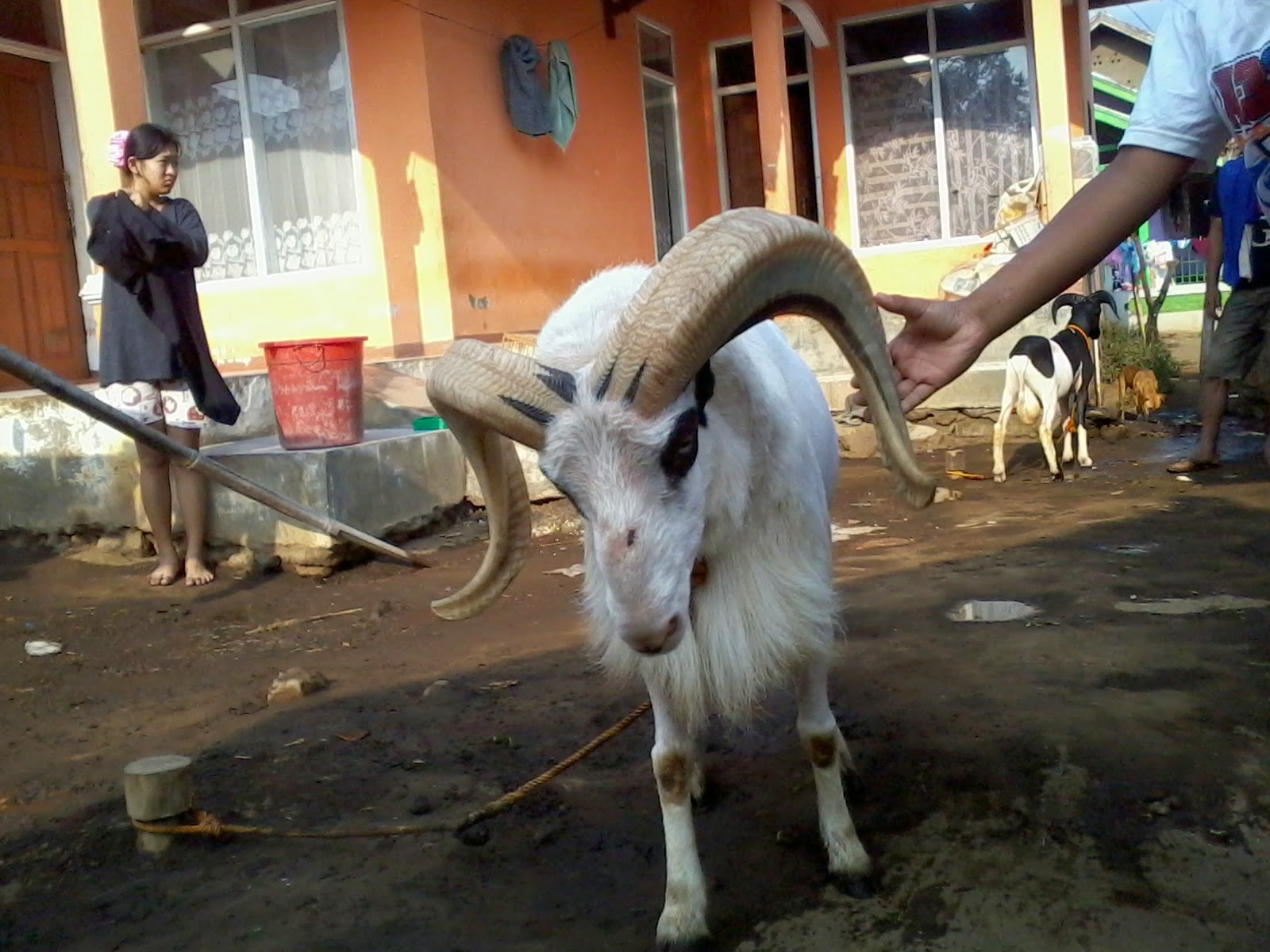 DOMBA DAN SAPI GARUT: DOMBA ADU CIBUYUTAN.. 085247985604