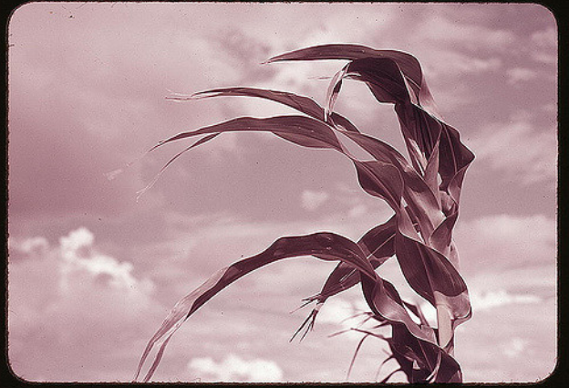 Mayan Terrace Farming