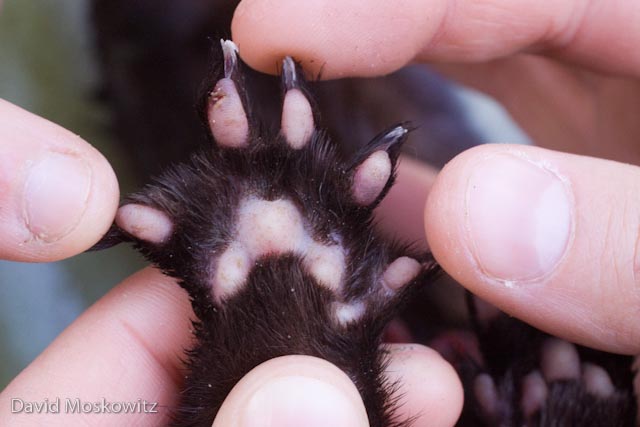 David Moskowitz Photography: Pacific Northwest Wildlife, Tracks ...