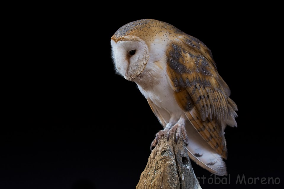 Fotografia: Lechuza común