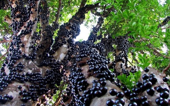 Cara Menanam Anggur Pohon (Anggur Brazil) Agar Cepat Berbuah - Rumah Petani