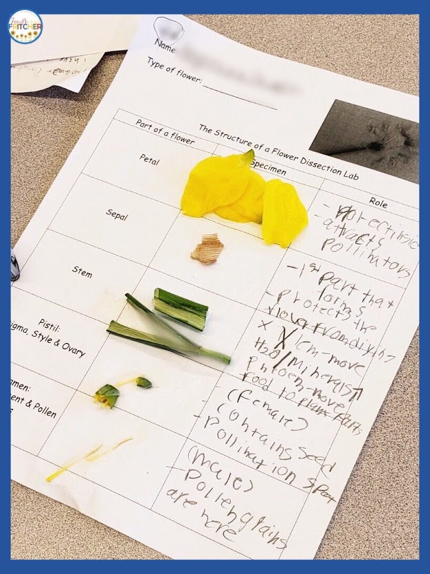 Fourth and Fritcher: Daffodil Dissection in the Elementary Classroom