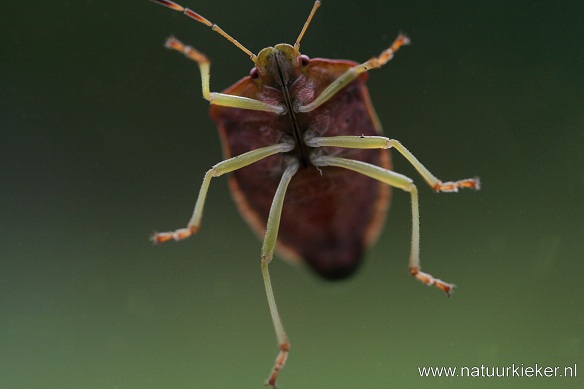 Groene Stinkwants doet zijn naam eer aan