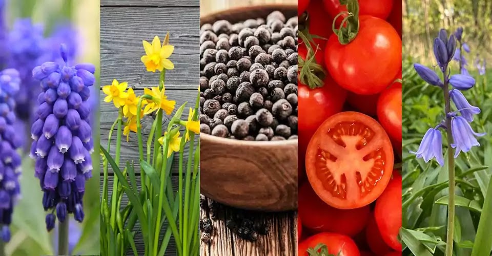 Natural Mouse Repellent Plants; Harmless Way to Get Rid of Rats and ...