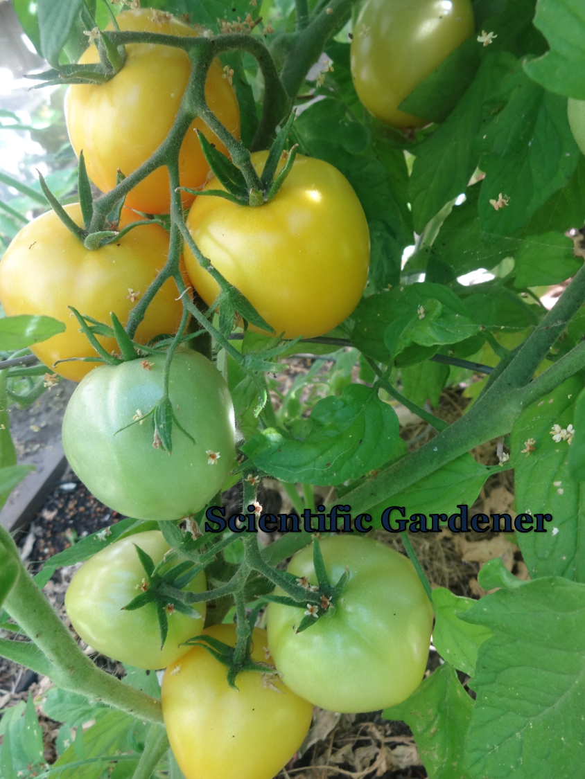 The Scientific Gardener: The Taxi Tomato