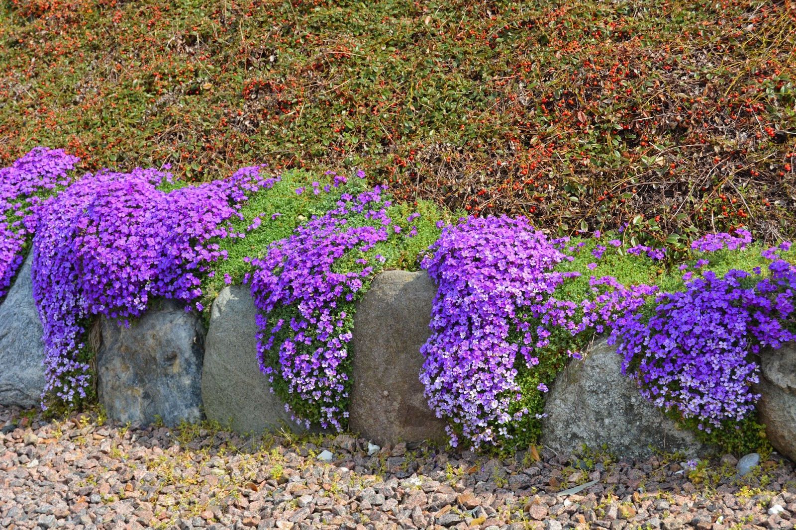Lavendia: Gredelin