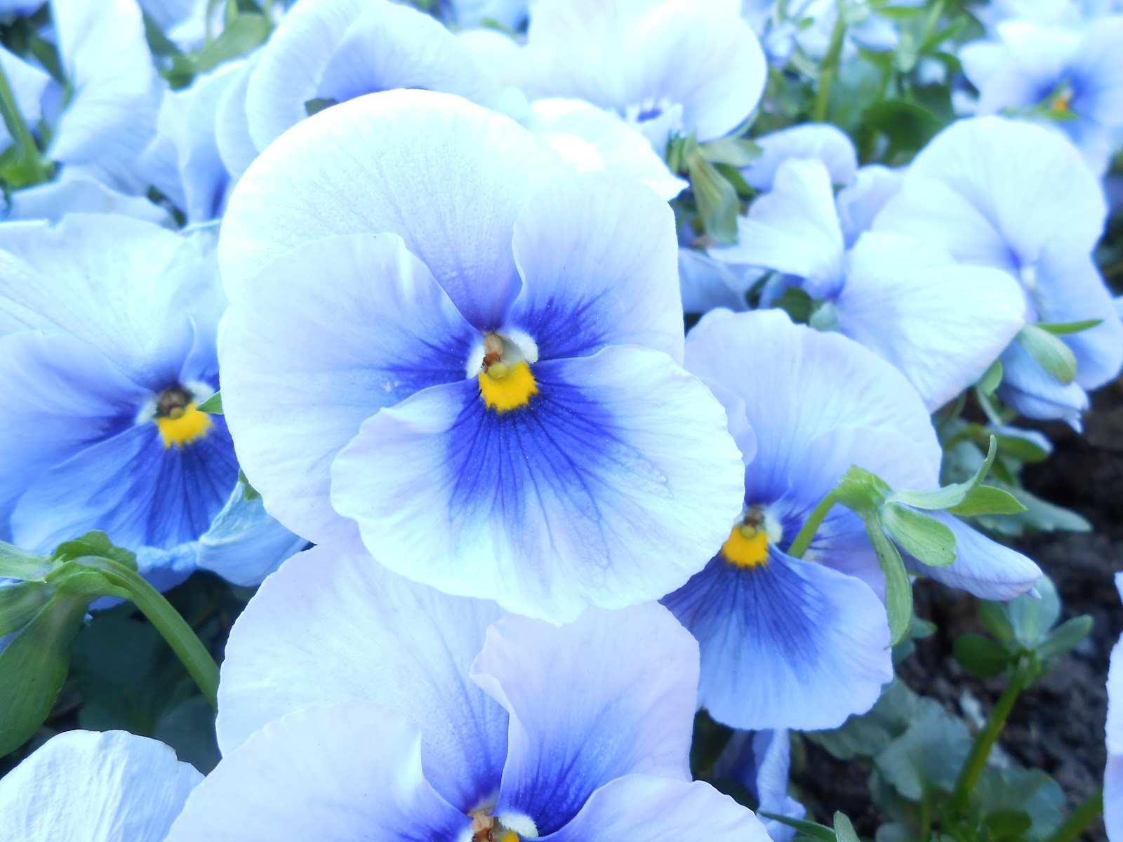 Legendele panselutei - diane.ro