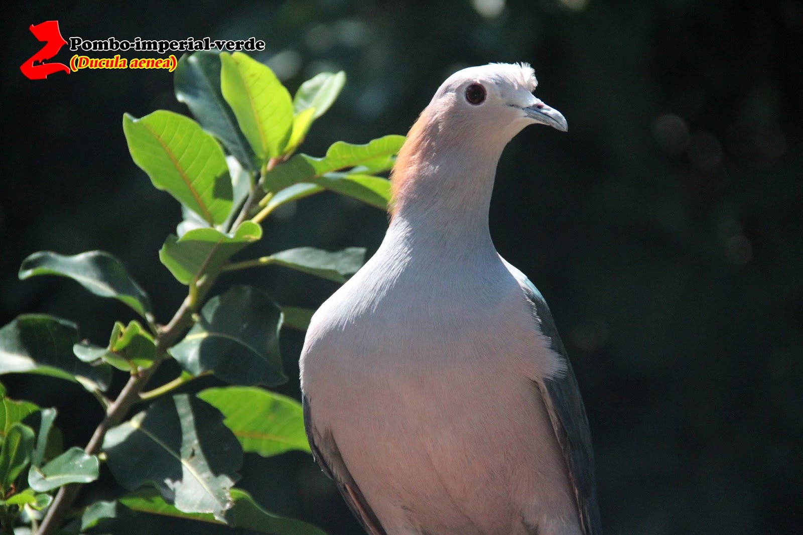 ORNITOLOGIA: Pombo-imperial-verde (Ducula aenea)