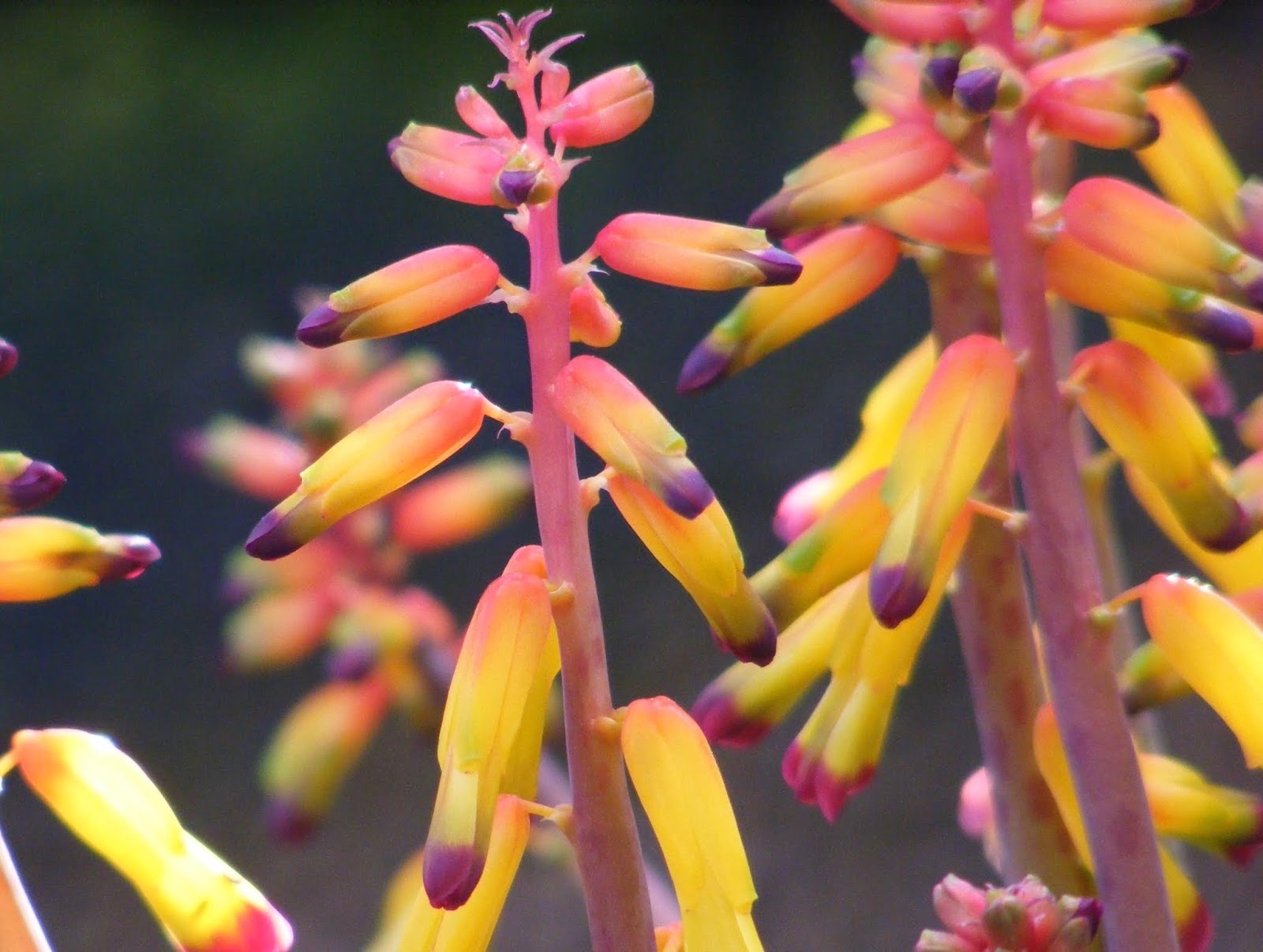 Rachel Callaghan Landscape Architect, NZ: 2019