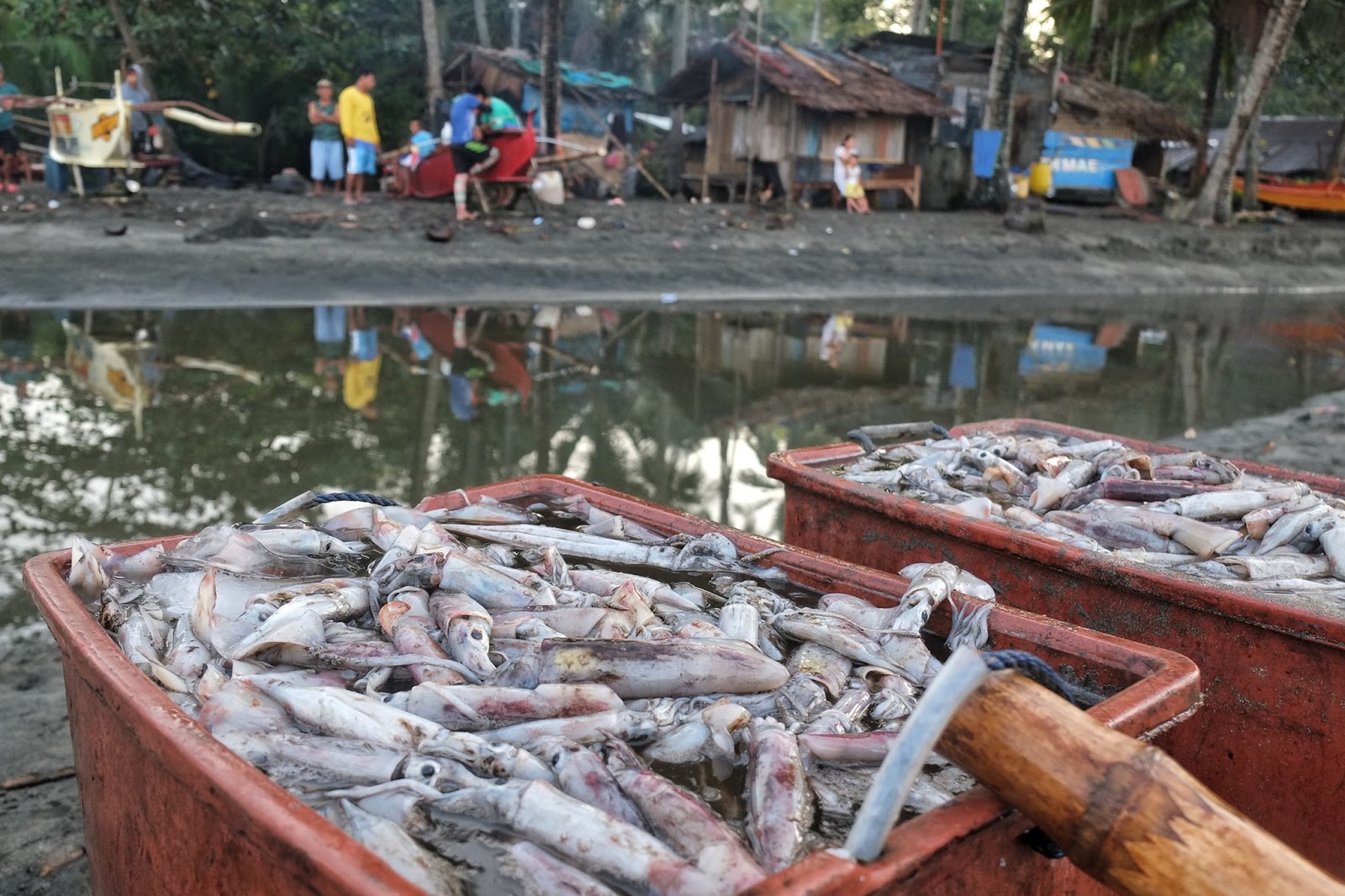 Abundance of fresh squids in Maitum, Sarangani | SOCCSKSARGEN ...