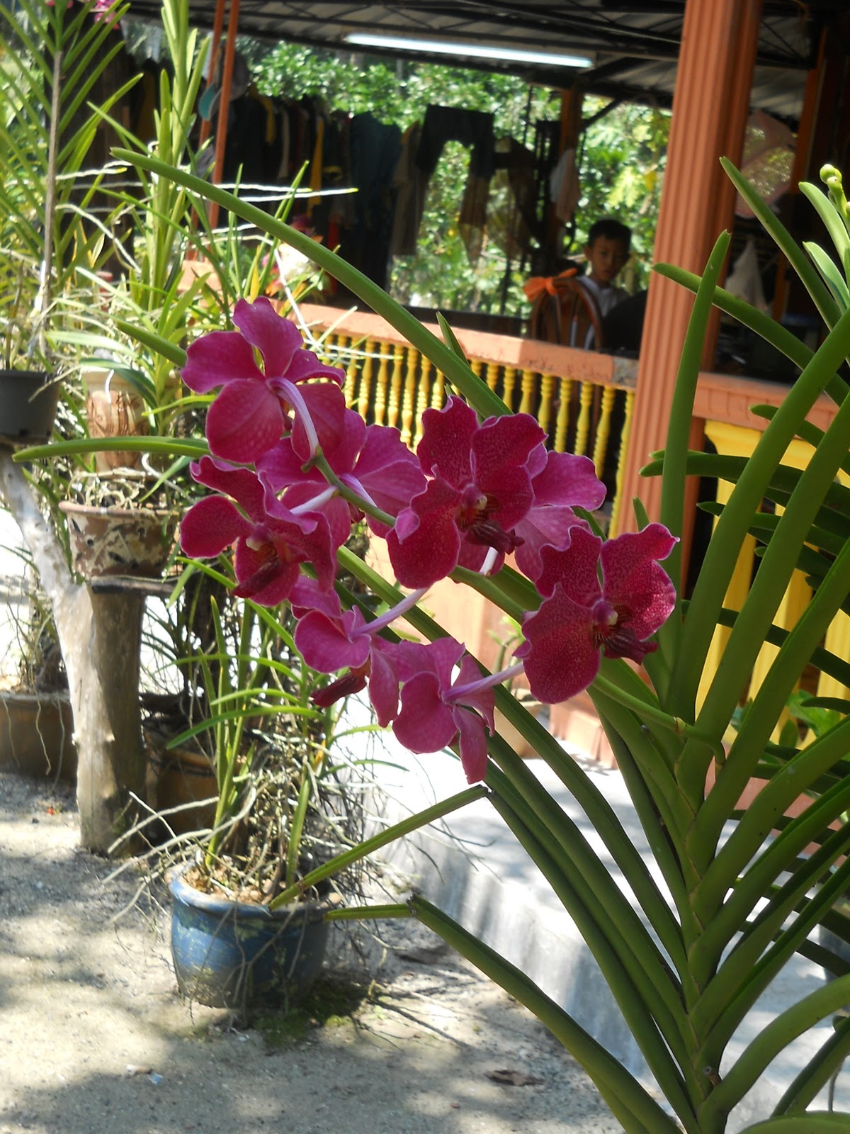 Putih Vs Hitam: Orkit Mamaku