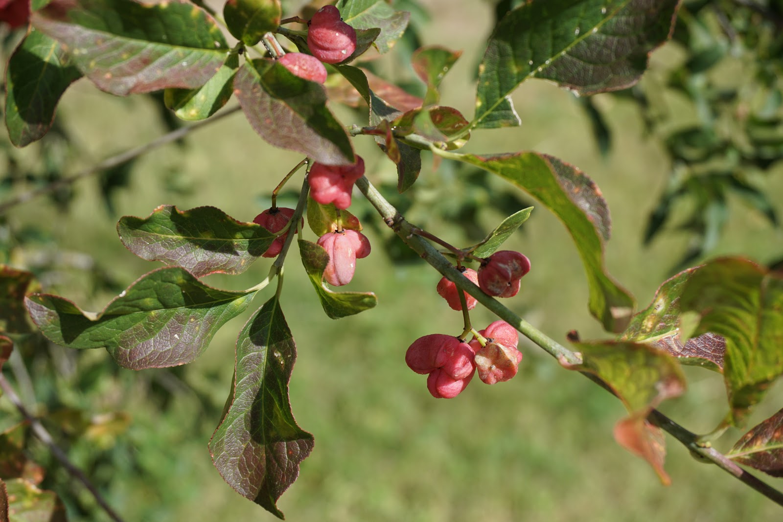 Plantas de Huerta Otea, Salamanca: Bonetero, bonete de cura (Euonymus ...