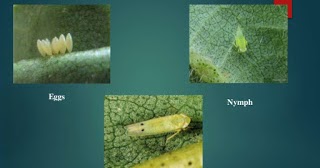 Jassids in Cotton - Agri Tech Guru