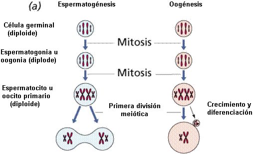 HISTOLOGÍA Y ORGANOGRAFÍA ANIMAL: Formación de gametos