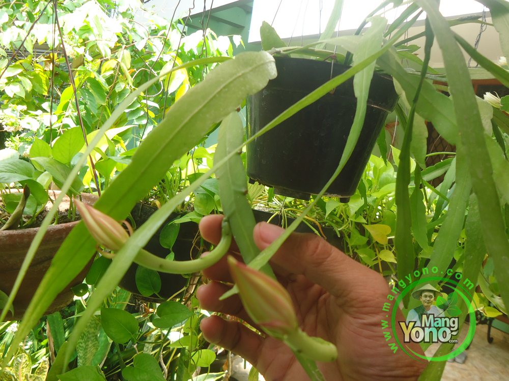 15+ Tanaman Hias Pembawa Rezeki Menurut Islam