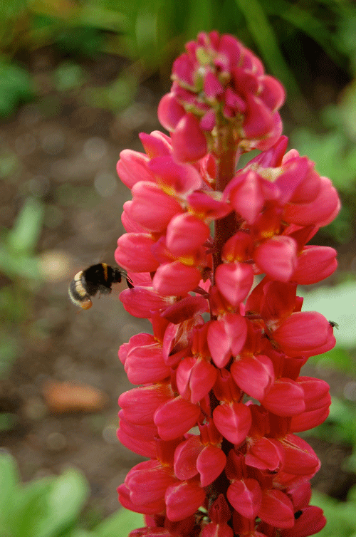 Off-at-a-Tangent: HOME FROM HOLIDAY FLOWER SHOW