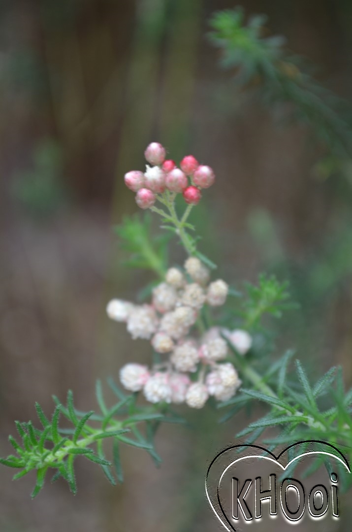 花卉库: 澳洲米花