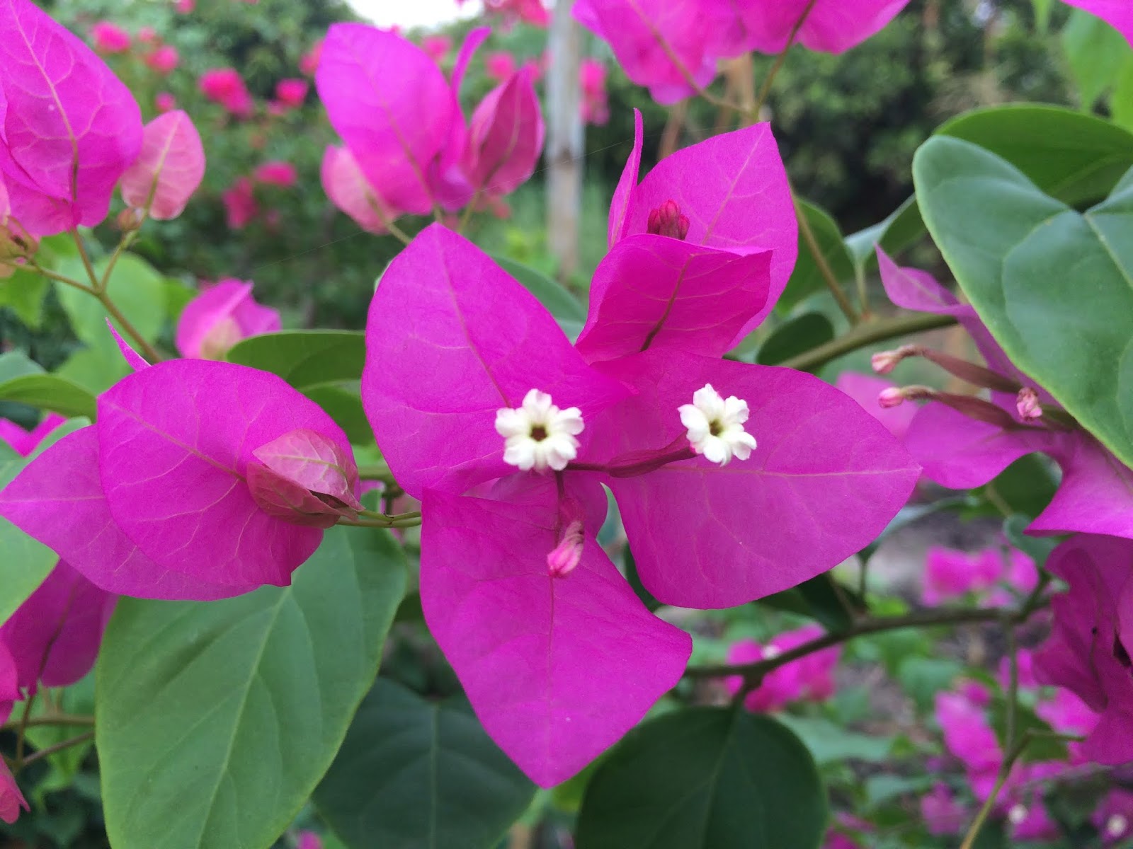 Inilah 9 Manfaat Dan Khasiat Bunga Kertas Lengkap Dengan Cara ...