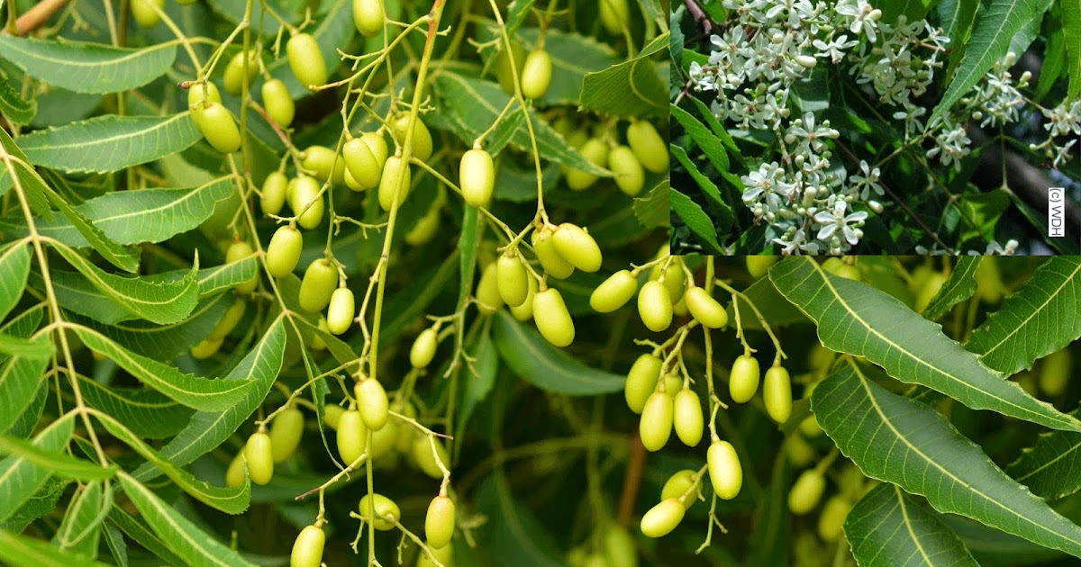 ගම්මැද්දේ ඔසු උයන