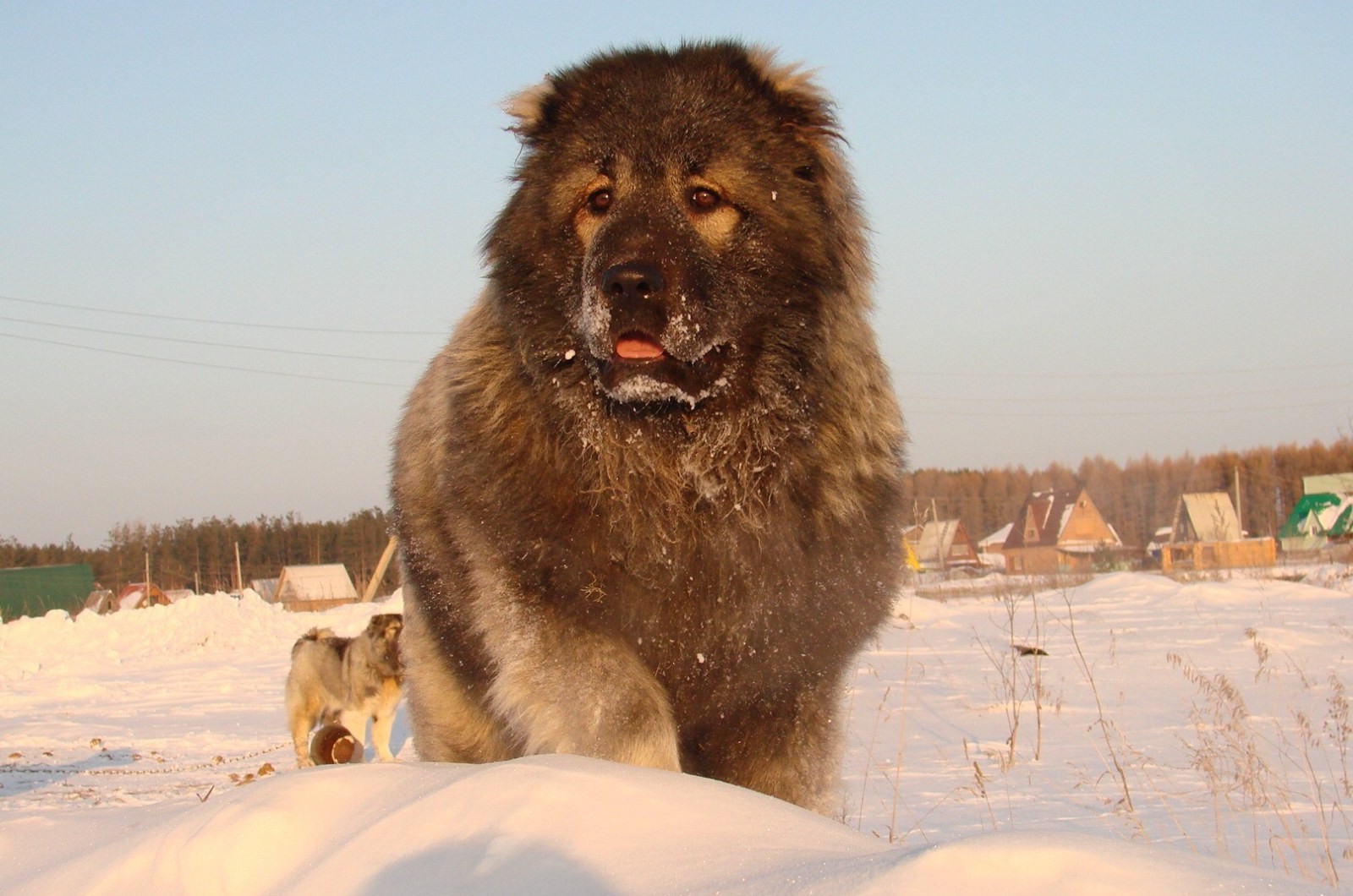 caucasian shepherd dog: Caucasian shepherd dog similar breeds