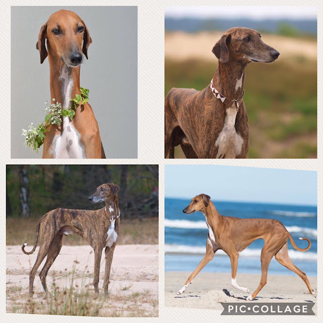 El-Adini Azawakh: Probably the most awaited Azawakh puppies in 2017