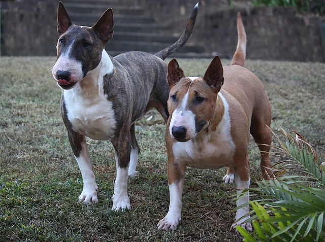 BULL TERRIER - Personalidad y Características - · Puro Perros