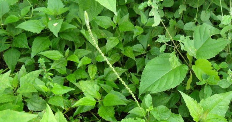 Achyranthes Aspera Prickly Chaff Flower