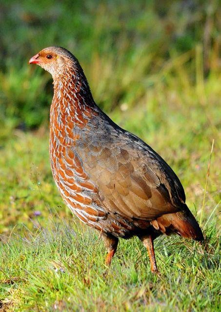 Tierra de pavos, francolines, faisanes y perdices: Francolín de Jackson ...