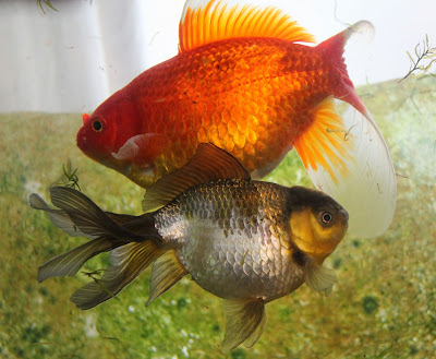 stormidae: guest shots: goldfish by borneodaya@gmail .com