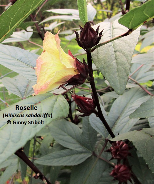 Green Gardening Matters