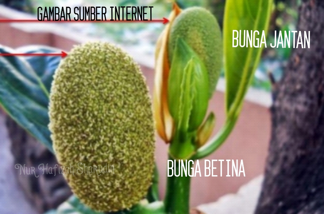 Nur Hafizah Sharudin's Blog: PENDEBUNGAAN DAN PEMBENTUKAN BUAH NANGKA ...