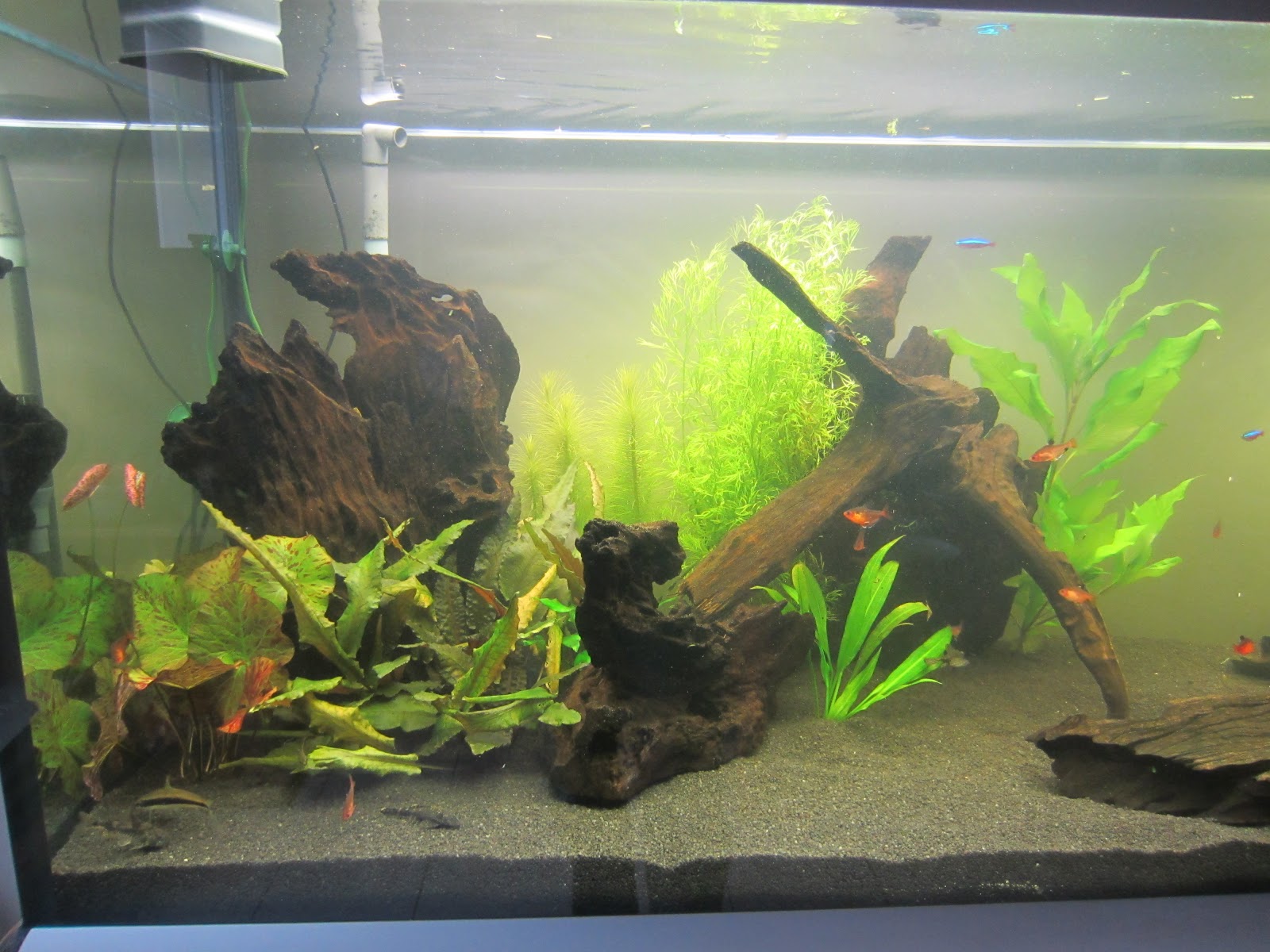 La vie de mon aquarium: L'évolution de l'aquarium