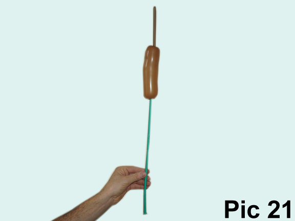 CLASSICAL: Cattail balloon flower