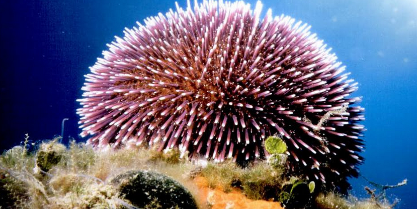 Fish and Shellfish: Sea urchins