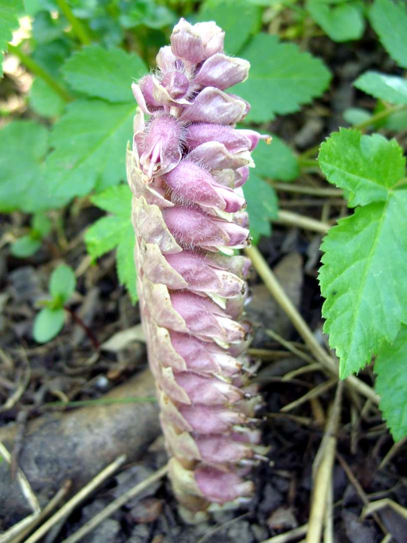 PhyloBotanist: Botany picture #79: Lathraea squamaria