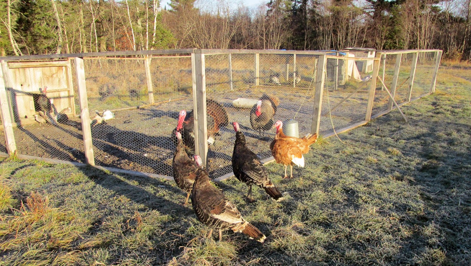 Lally Broch Farm: A Maine Family Homestead: Autumn Turkey Coop Prepping