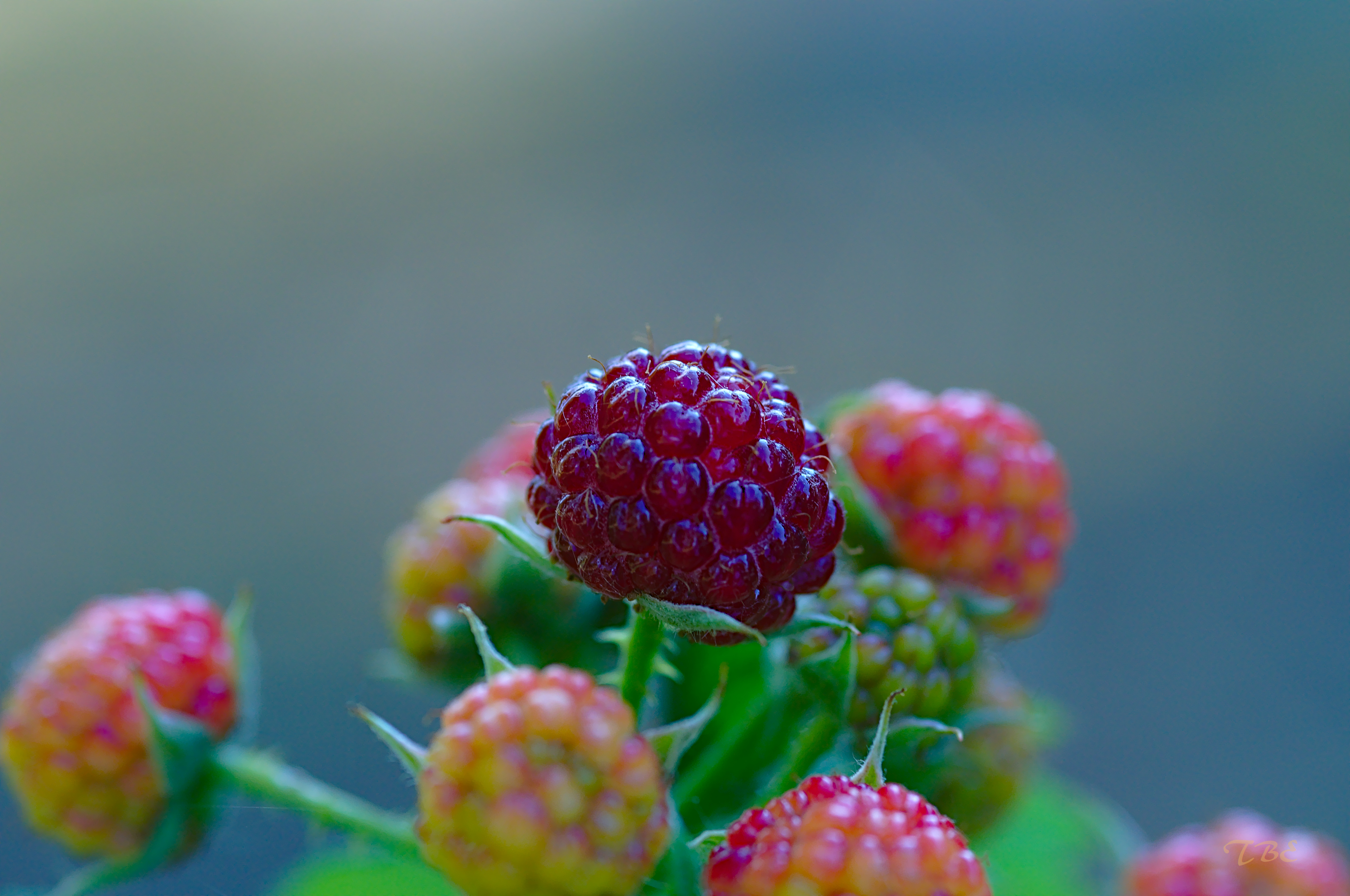 Michigan Wild Raspberries
