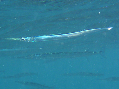 Canarian Sea: Hornhecht - verschiedene Arten