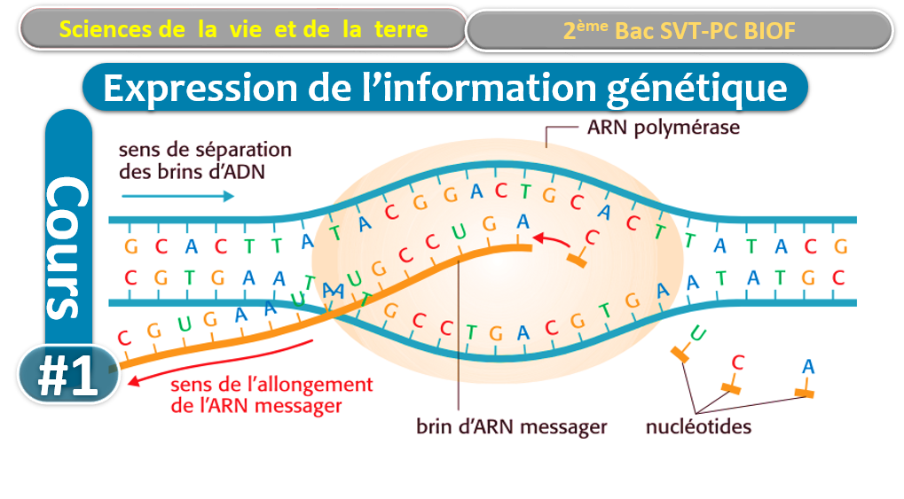 Télécharger | cours | 2ème BAC SVT Biof | Expression de l’information ...
